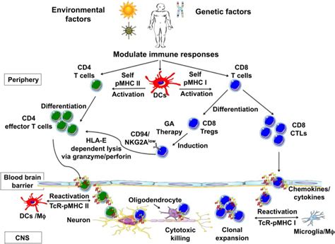 Hypothetical Scheme Of The Contribution Of CD8 T Cells In MS