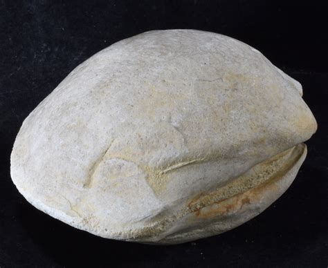 bivalve internal mold jsd fossiles