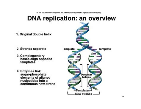 Replication Notes Biology Notes For Easy Ppt