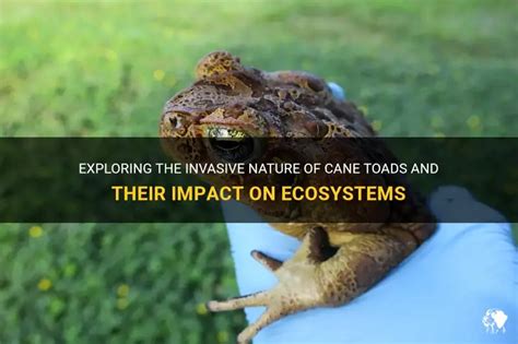 Exploring The Invasive Nature Of Cane Toads And Their Impact On