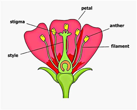 The Anatomy Of A Lily Exploring The Inner Diagram Of This Beautiful Flower