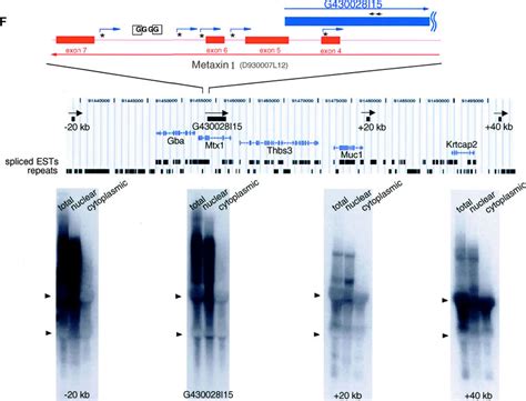 A B Northern Hybridization With Oligo DNA Mer As A Probe Total Download Scientific