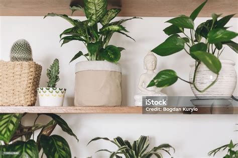 녹색 식물과 Budha 동상과 세련 된 나무 선반 현대적인 소식통 객실 장식입니다 에 피에는 포 토스 선인장 디 펜 바 치아 드 라 카 나 야자수 화분에 선반에 0명에 대한