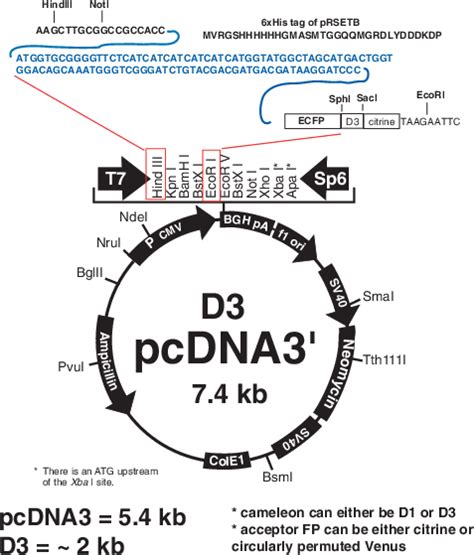 Addgene Pcdna D3cpv