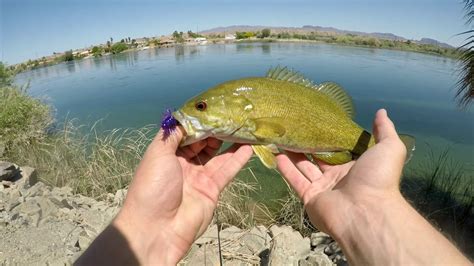 Smallmouth Fishing In Parker Az Youtube