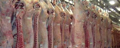 Ongoing Research Bull Beef Remains Outside Msa System Queensland Country Life Qld