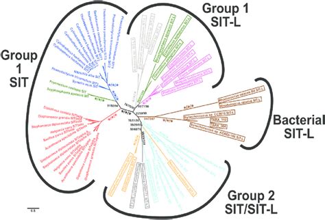 Phylogenetic Tree Of Sit And Sit L Sequences Bacterial Sit Ls Form A