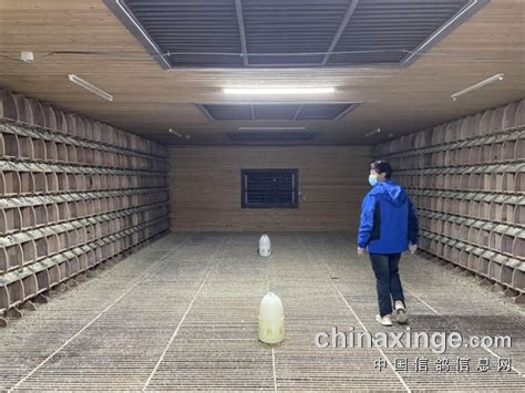 北国之春小棚300公里热身赛裁判逐羽集鸽认证清单 内蒙古北国之春小秋棚 中信网各地公棚