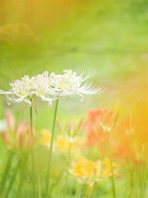 記憶の花 GANREF