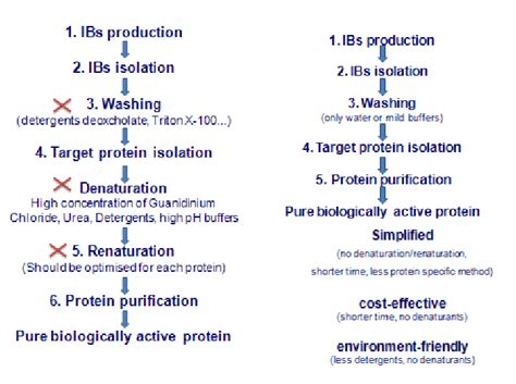 Protocol From Protein Isolation From Ibs On The Left Side Protein Download Scientific Diagram