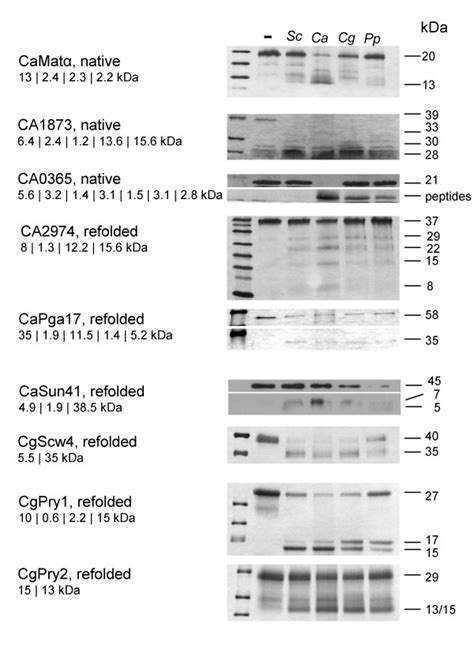 Proteolytic Digests Of Putative Substrate Proteins A Recombinant Download Scientific Diagram