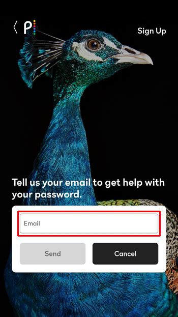 How To Reset A Password For Peacock Tv