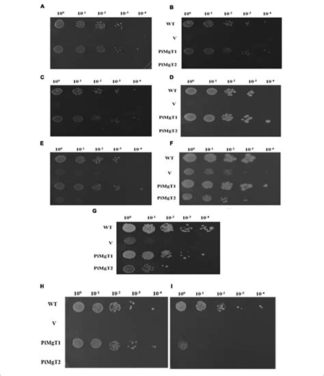 Complementation Assay Growth Complementation Assay In Comparison Of