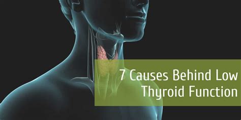 7 Causes Behind Low Thyroid Function Planet Naturopath