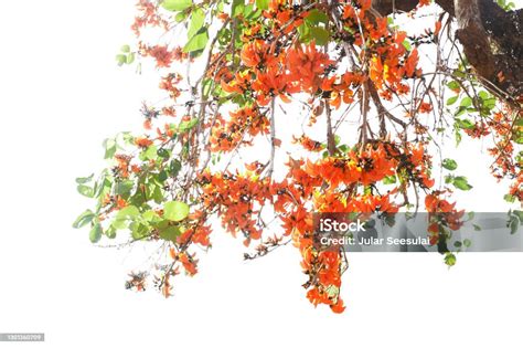 복사 공간 클리핑 경로와 흰색 배경에 고립 된 Palas 꽃 태국 라오스 캄보디아 와 같은 아시아 꽃입니다 0명에 대한 스톡