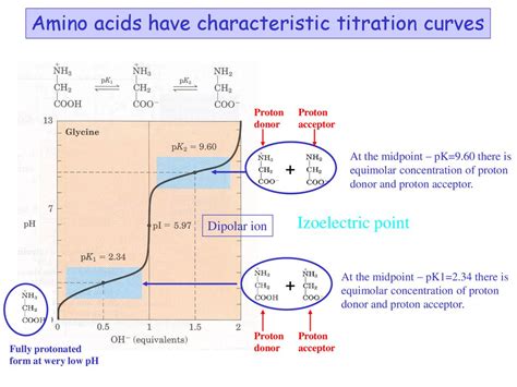 Amino Acids Have Characteristic Titration Curves At Homer Spencer Blog