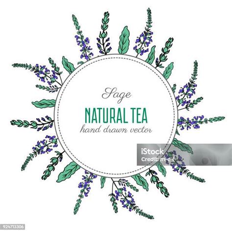 둥근 프레임 샐비어 꽃 새싹 잎 세트에 고립 된 흰색 배경 벡터 손으로 그려진된 치유 허브 화려한 그림 Salvia Officinalis 화장품 패키지 차 의학에 대 한