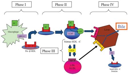 Hdl C Mediated Reverse Cholesterol Transport Reverse Cholesterol Download Scientific Diagram