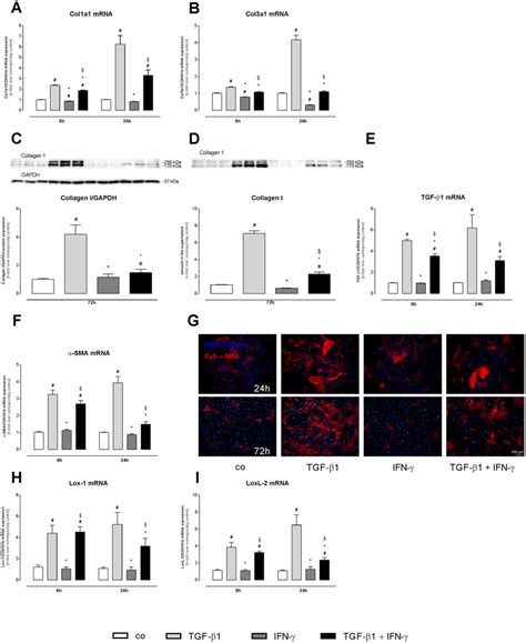 Ifn γ Reduces Tgf ß1 Induced Transdifferentiation Of Cardiac