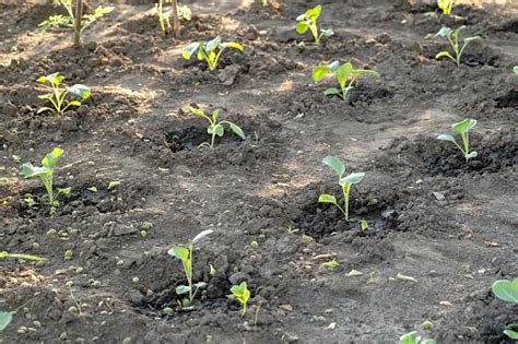 야채 재배를 위한 채소 침대를 엽니다 채소 밭의 정원 침대에 줄지어 양배추 새싹 원예 성장하는 식이 에코 제품 건강한 식생활에 대한 스톡 사진 및 기타 이미지 Istock