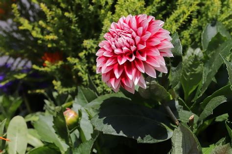 꽃 달리아 봄 Pixabay의 무료 사진 Pixabay