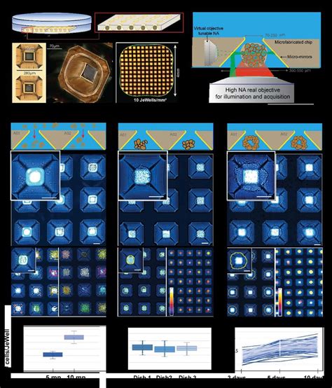 Principles Of Organoid Culture In Jewells A Schematic Of The