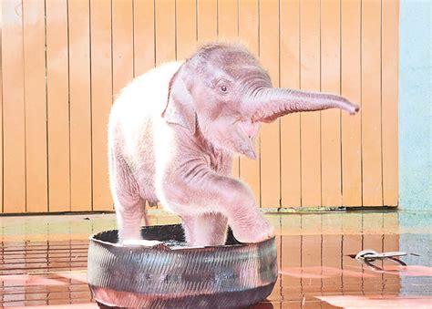 ၂၀၂၂ ခုနှစ်တွင်ပေါ်ထွန်းလာသော ဆင်ဖြူတော်ကလေး “ရဋ္ဌနန္ဒက” မိခင်ဆင်မကြီးနှင့်အတူ ကျန်းမာပျော်ရွှင