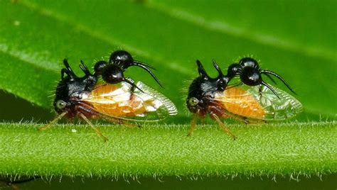 The Ant Mimicking Treehopper The Ark In Space