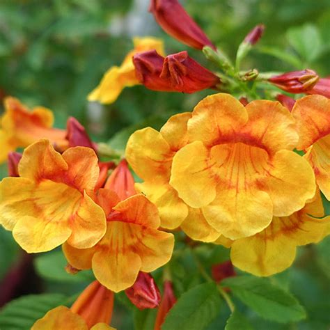 Orange Jubilee Tecoma For Sale