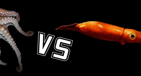 Giant Octopus Vs Giant Squid