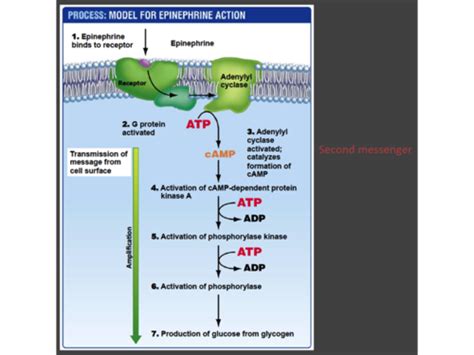 Cellular Signalling Flashcards Quizlet
