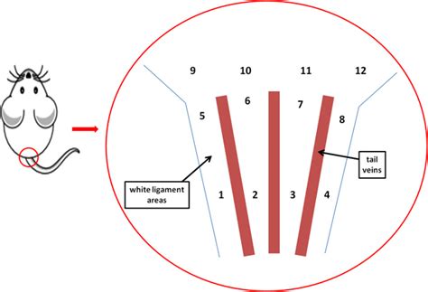 Non Invasive Optical Imaging Of The Lymphatic Vasculature Of A Mouse Text Page