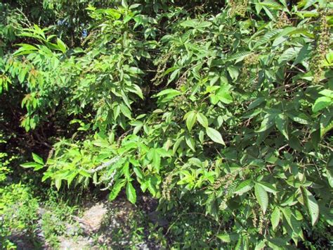 黄荆茶图册 360百科