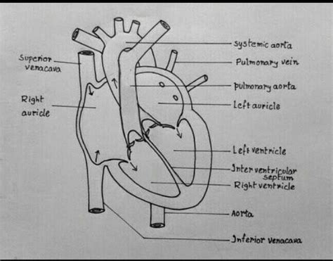 Draw A Schematic Diagram Of Human Heart