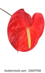 Sex Anthurium Isolated White Images Stock Photos Vectors Shutterstock