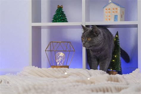 회색 고양이 샤르트뢰는 크리스마스 트리 화환 및 크리스마스 선물을 봅니다 배경에 고양이 크리스마스 트리 화환 선물 네온 보케 2023년 새해와 크리스마스 컨셉 귀여운 회색