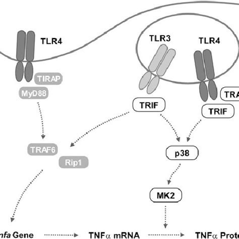 Model For The Contribution Of The Trif Signaling Pathway Of Tlr4 And
