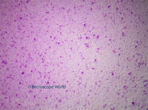 Microscope World Blog 2014