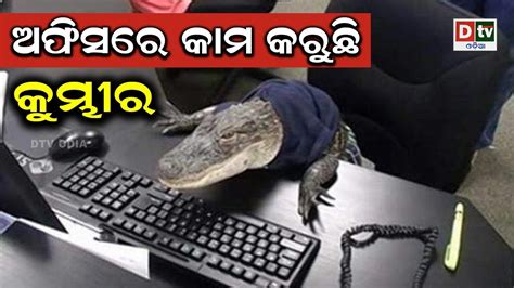 ଅଫିସରେ କାମ କରୁଛି କୁମ୍ଭୀର Odia News Live Updates Dtvodia Youtube