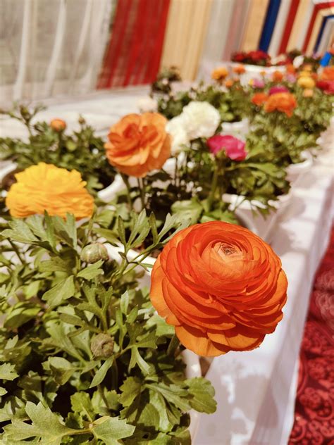 Shoolini Supriya Bali