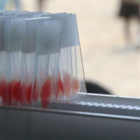 Nandini Prasad University Of Otago Dunedin Department Of Psychology Research Profile