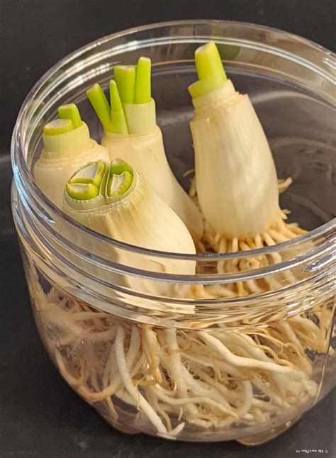 집에서 대파 키우기 1 몇 번째냐 잘해보자 삽목 네이버 블로그