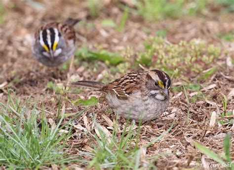 White Throated Sparrow Photos South Dakota Birds And Birding