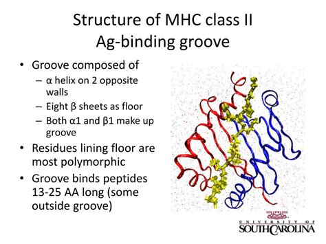 Ppt Major Histocompatibility Complex Mhc And T Cell Receptors