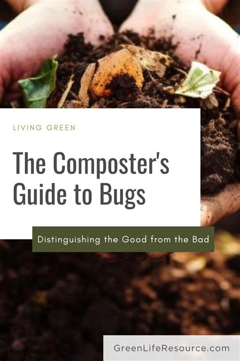Compost Bugs How To Identify Beneficial Insects
