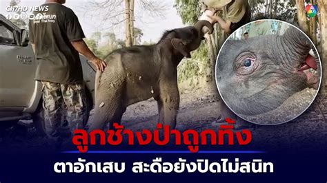 ข่าวลูกช้างป่าพลัดหลง คาดถูกทิ้งเพราะร่างกายอ่อนแอ “หมอล็อต” เผยรีบตรวจเพิ่มโอกาสรอด