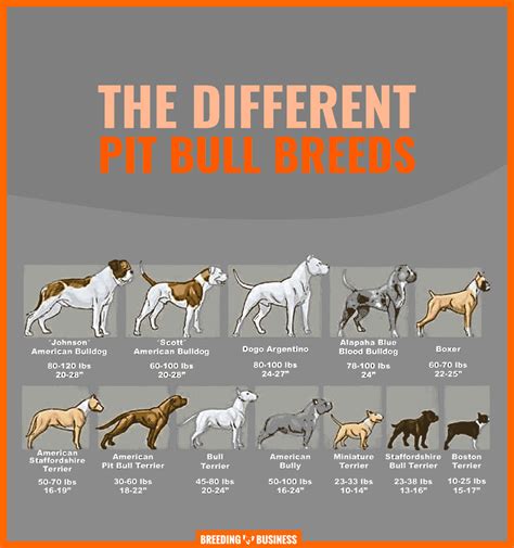 What Kind Of Dogs Are Bully Breeds At Cristina Lee Blog