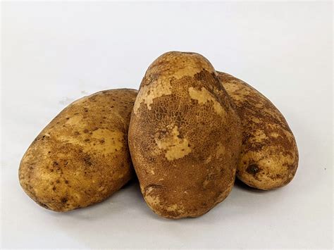 Russet Burbank Organic Russet Potato Fedco Seeds
