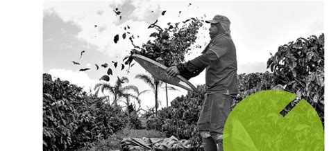Café é o produto agrícola brasileiro mais próximo das novas exigências