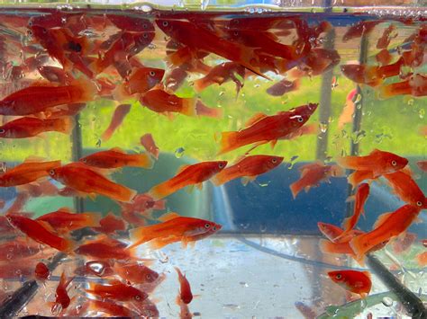 โปรโมชั่นพิเศษสุด ปลาสอดแดง คละเพศ3ตัว Line Shopping